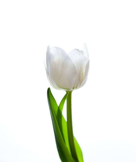 Spring Wedding Flowers You Must Have - tipsytulipdesigns.com